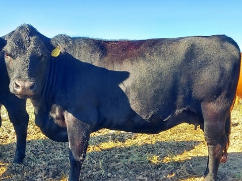 Greenville Livestock Auction