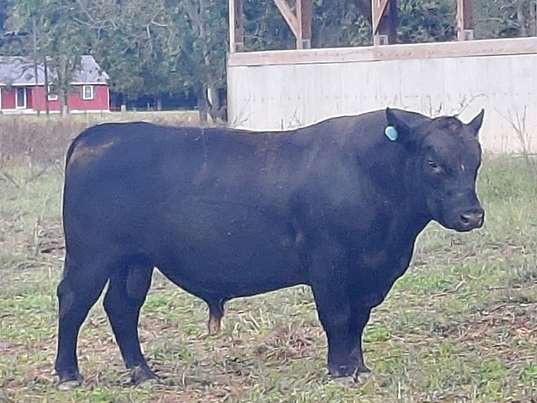 Greenville Livestock Auction
